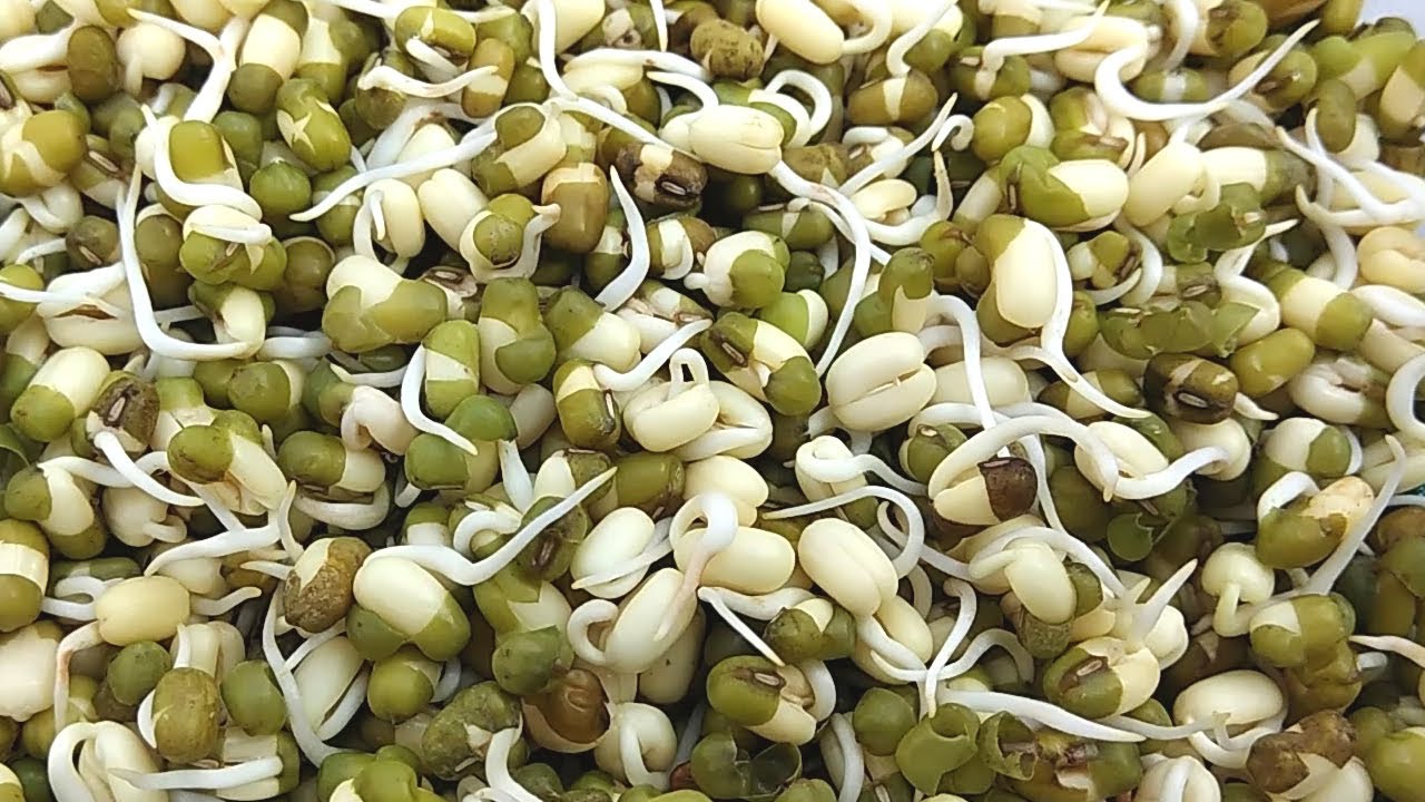 How to grow seeds within 3 Days | Plants growing easy and best ...