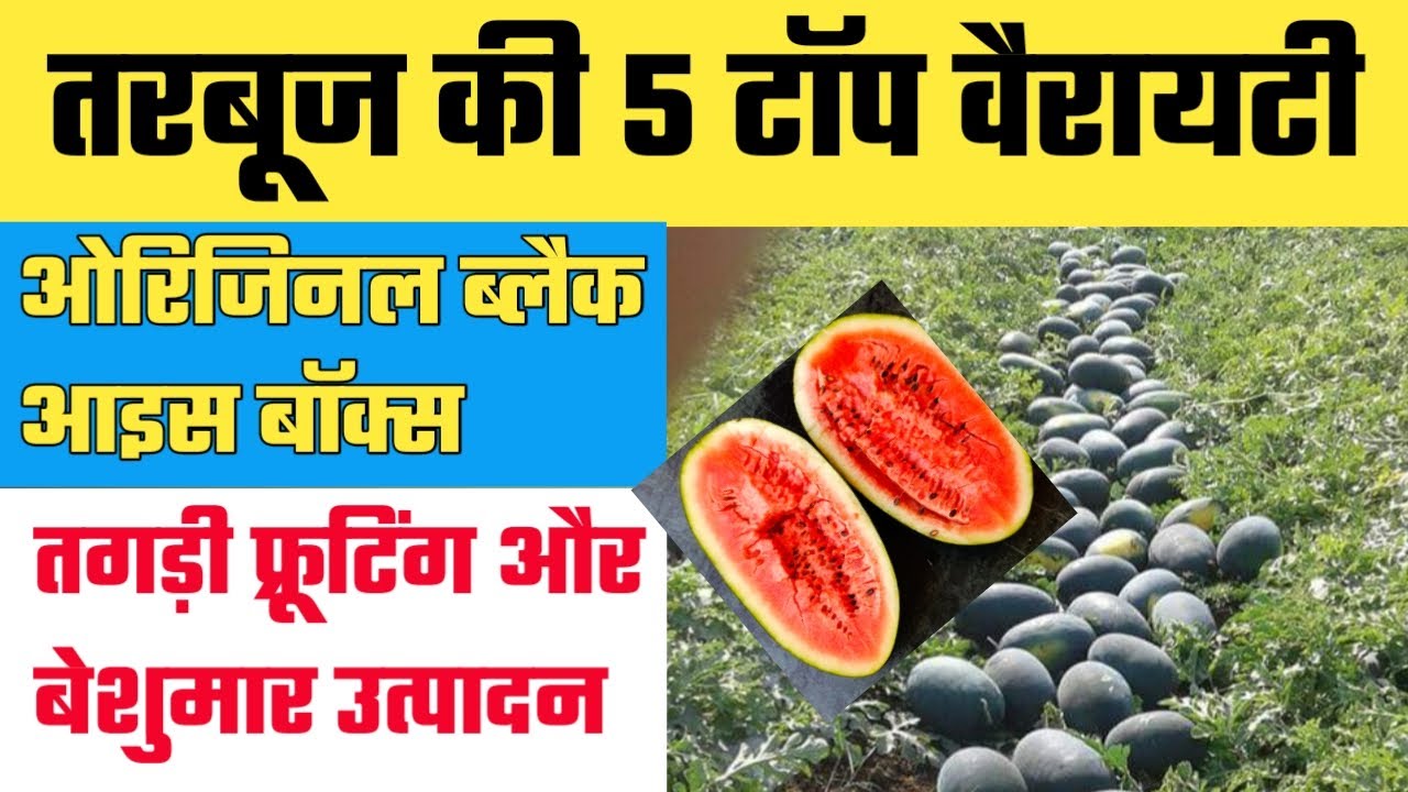 तरबूज की 5 टॉप वैरायटी | Top 5 black ice box watermelon variety | तरबूज ...