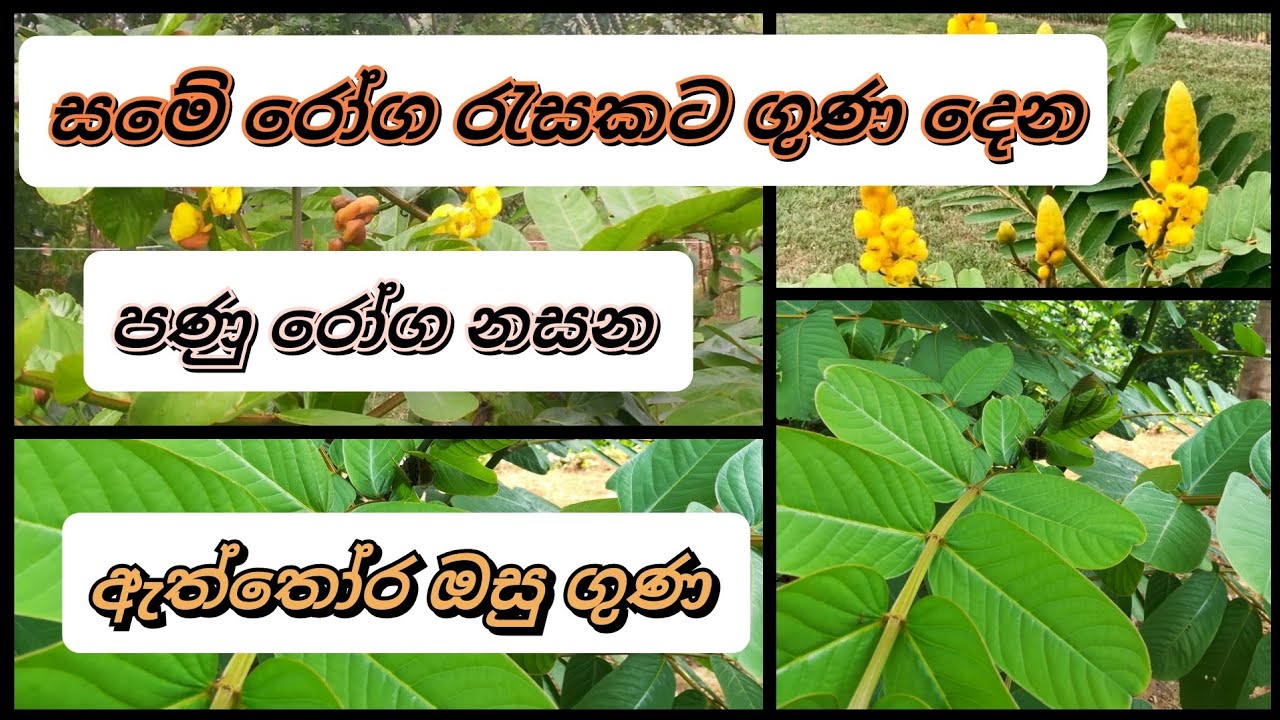 Aththora-සමේ රෝග සුව කරන ඇත්තෝර ඔසු ගුණ same roga nasana Aththora - YouTube
