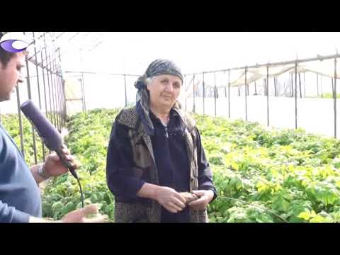 Azərbaycanda ən bahalı  kartof bu kənddə satılır - kiloqramı 3 manatdır