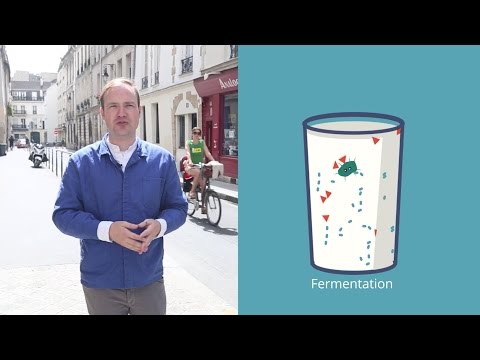 The Fermentation Process in Yogurt