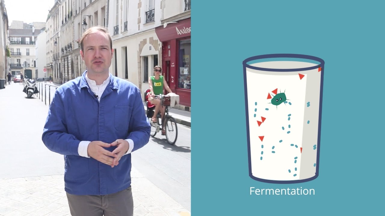The Fermentation Process in Yogurt - YouTube