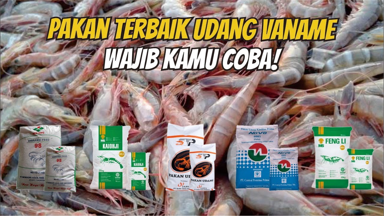 Rekomendasi Pakan Terbaik Untuk Udang Vaname, Lengkap dengan Kandungan ...