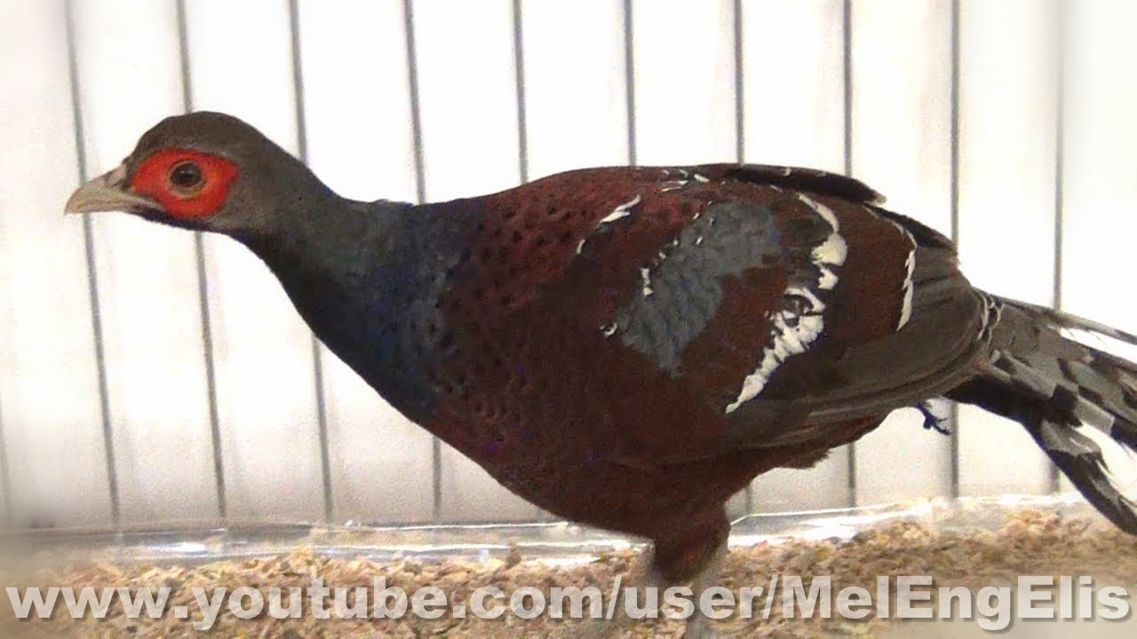 Faisan de Hume - Syrmaticus Humiae - Mrs. Hume's Pheasant - Burmafasan ...