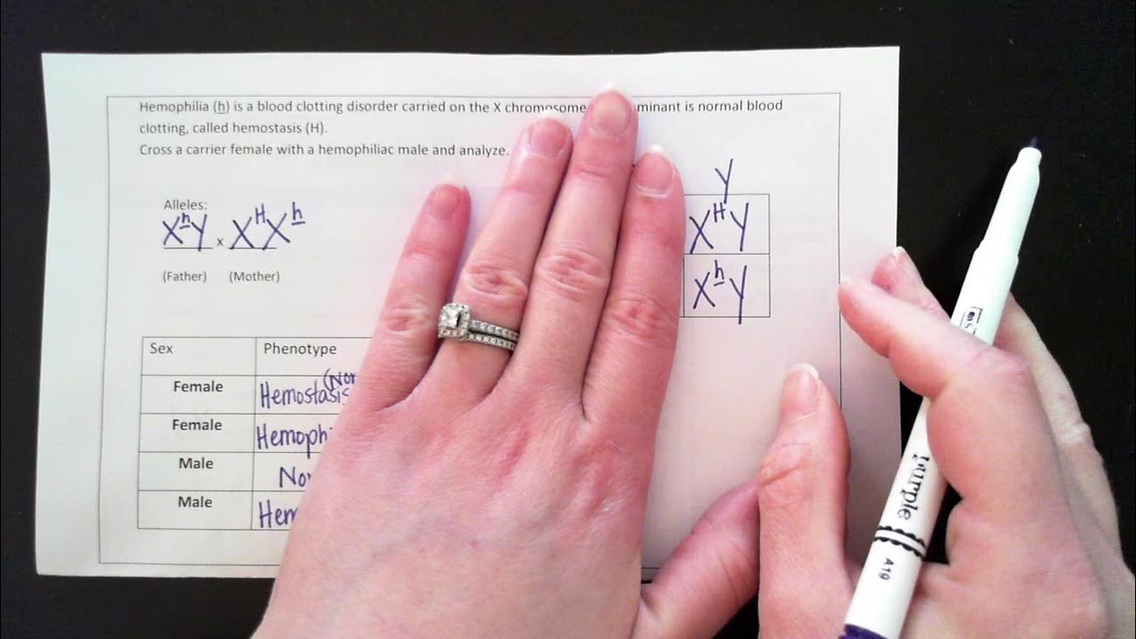 Sex-Linked Traits | Punnett Square Examples - YouTube