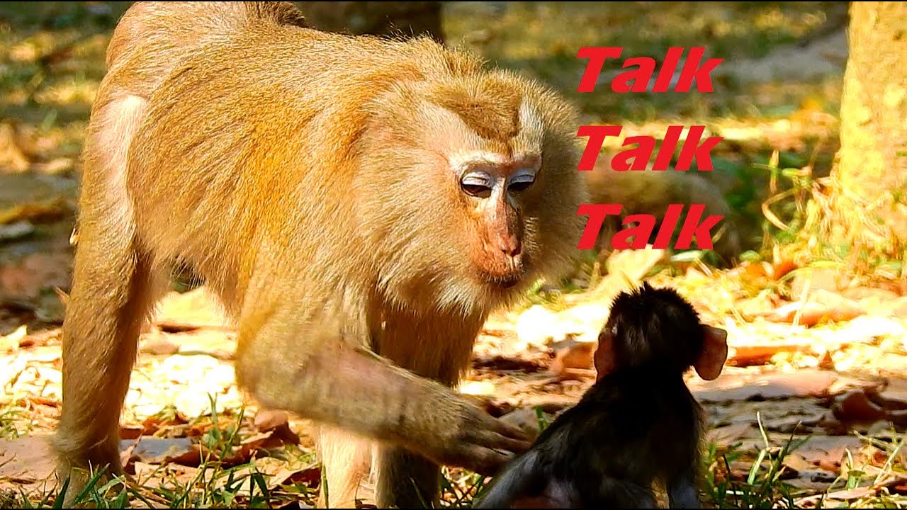 Talk Talk Talk to much, Pigtail MaMa talking to much with baby monkey ...