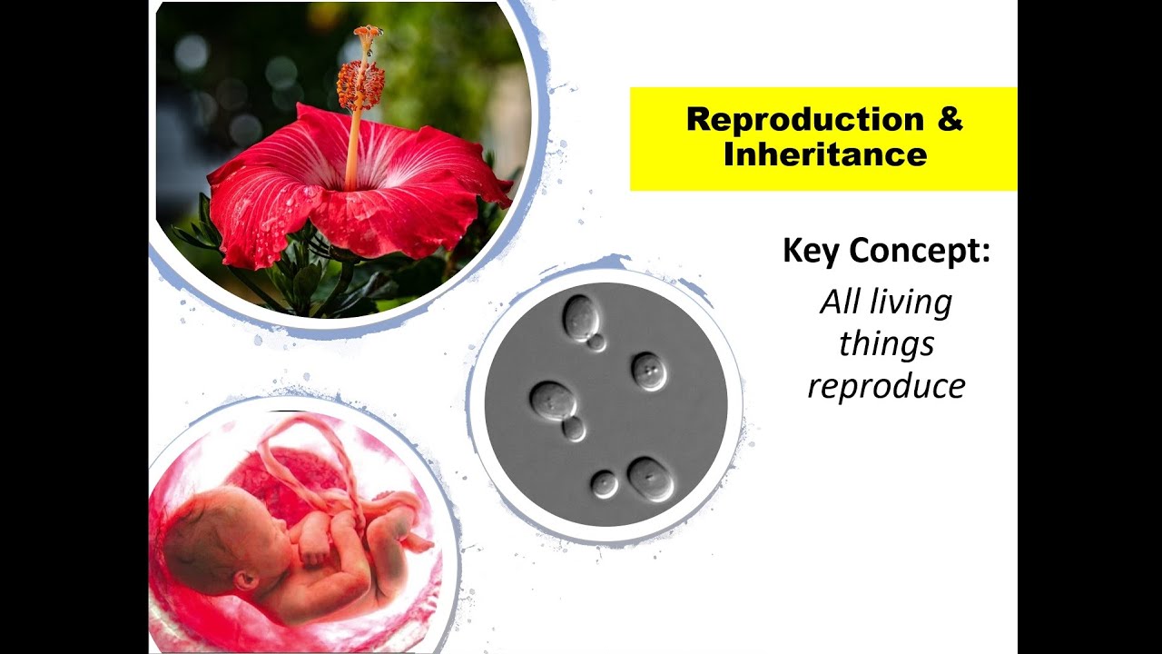 EARTH & LIFE SCIENCE - Perpetuation of Life of the Representative ...