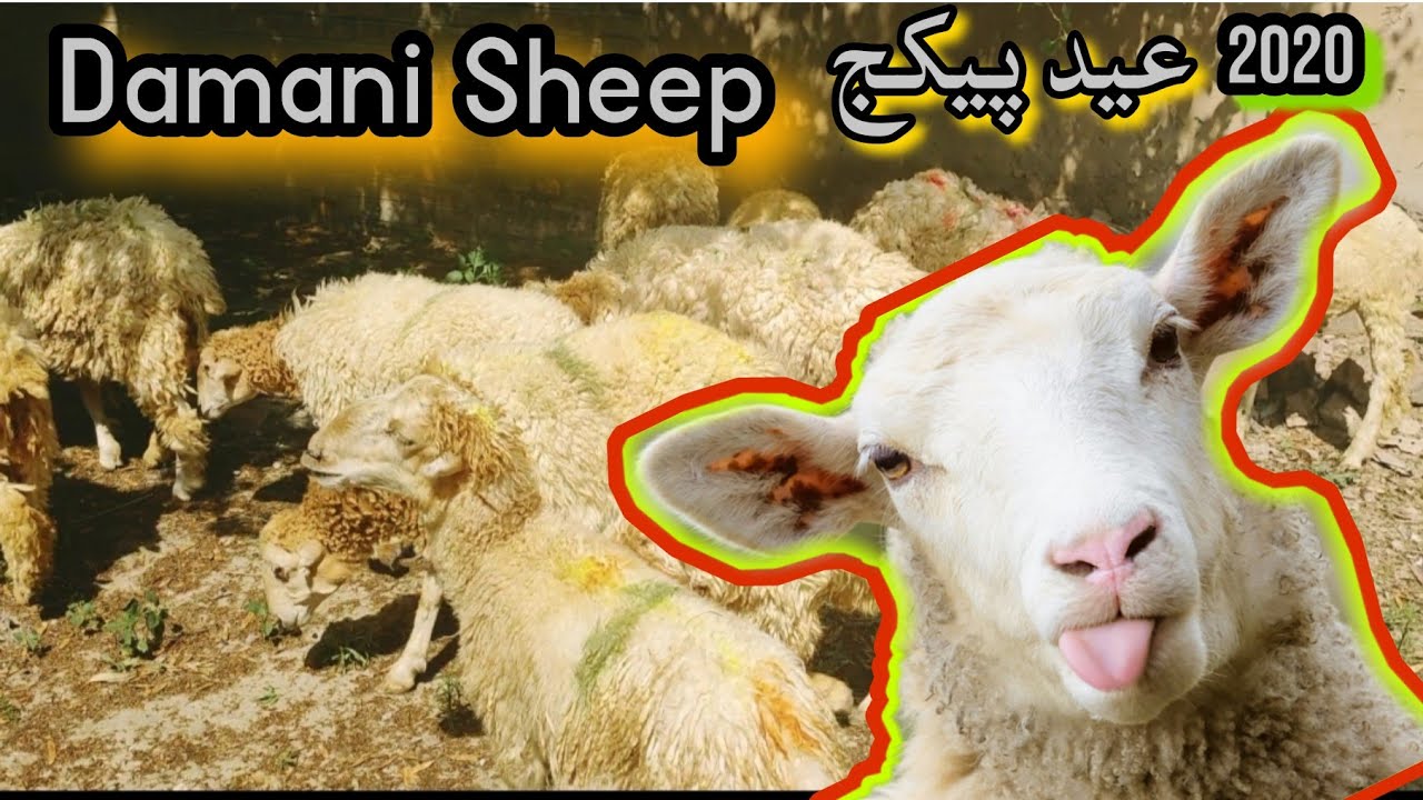 Top Class Damani Sheep | Eid Package 2020 - YouTube