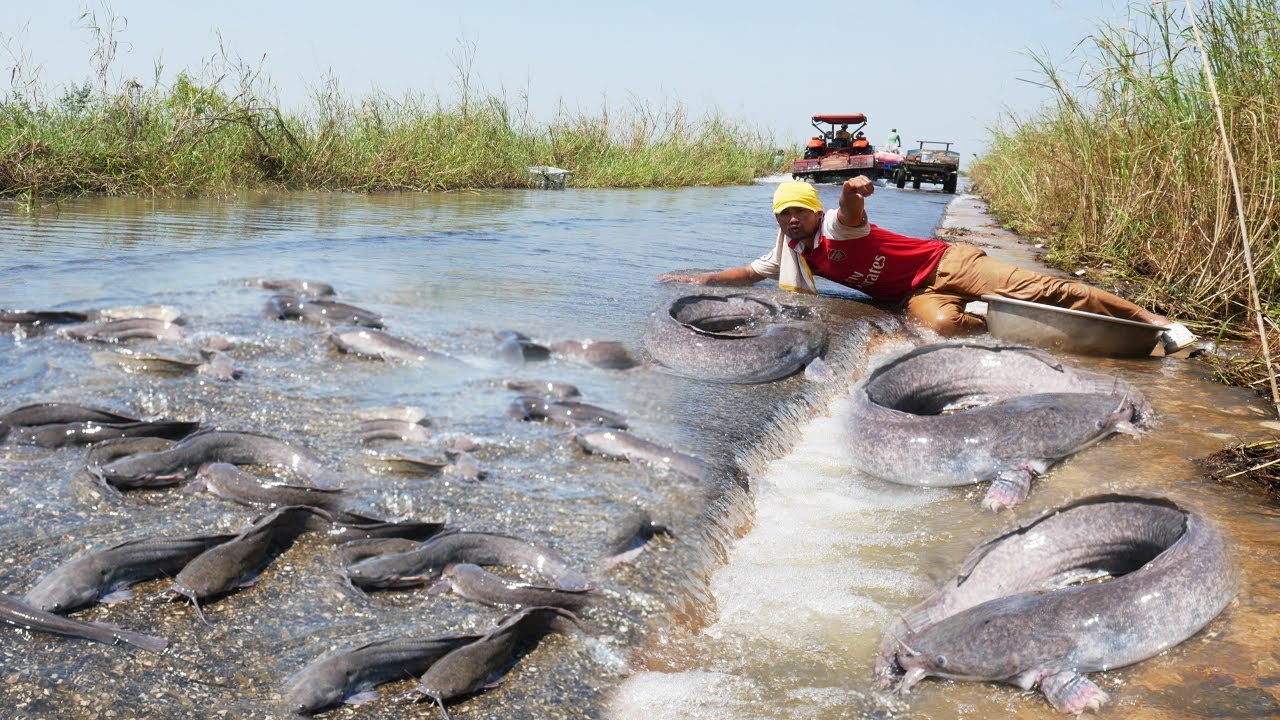 wow amazing! catch a lots of fish on the road in flooding season catch ...