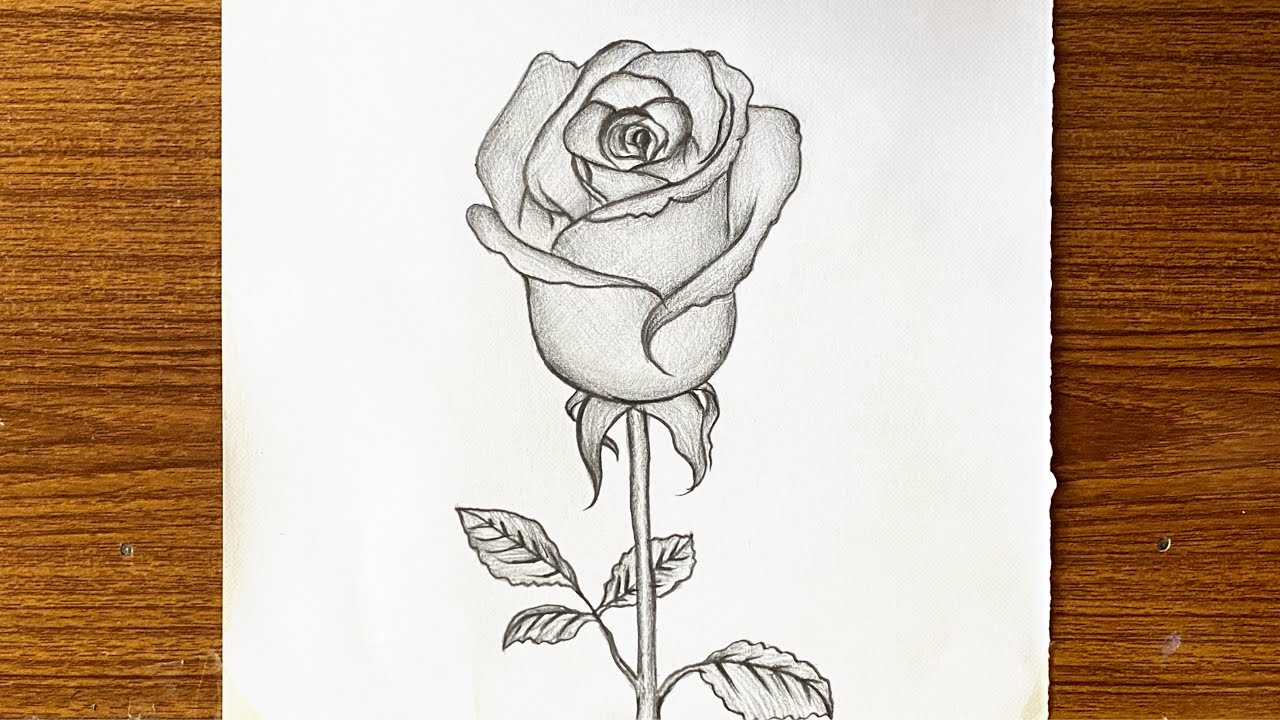 Unique Rose Drawings