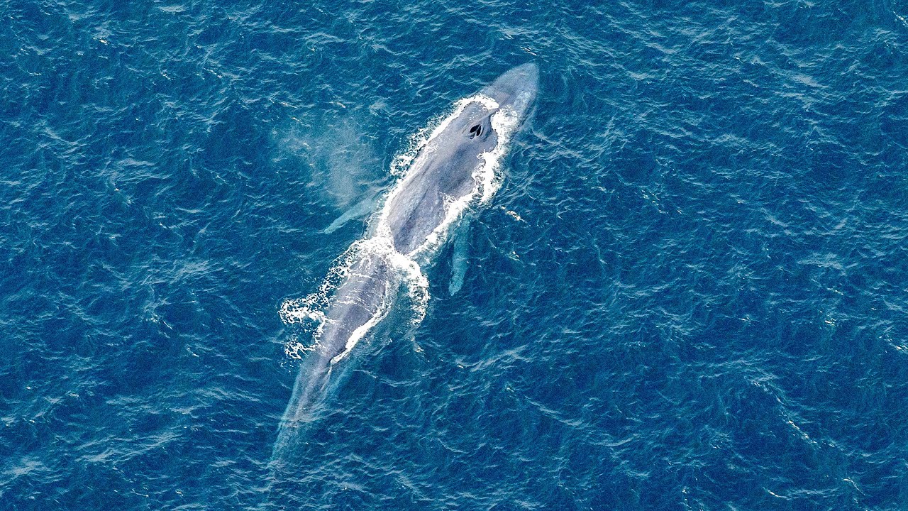 Short Stories 038: The Saga of the Ancient Blue Whale - A Tale of ...