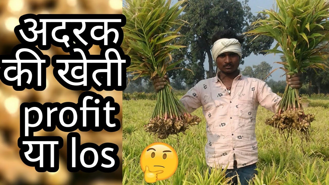 अदरक की खेती- एक एकड़ से कितना उत्पादन।। adrak harvesting.ginger ...