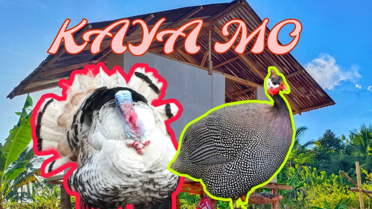 pag-aalaga Ng pabo, Bingala, Muscovy Duck ,Gansa at Manok - YouTube