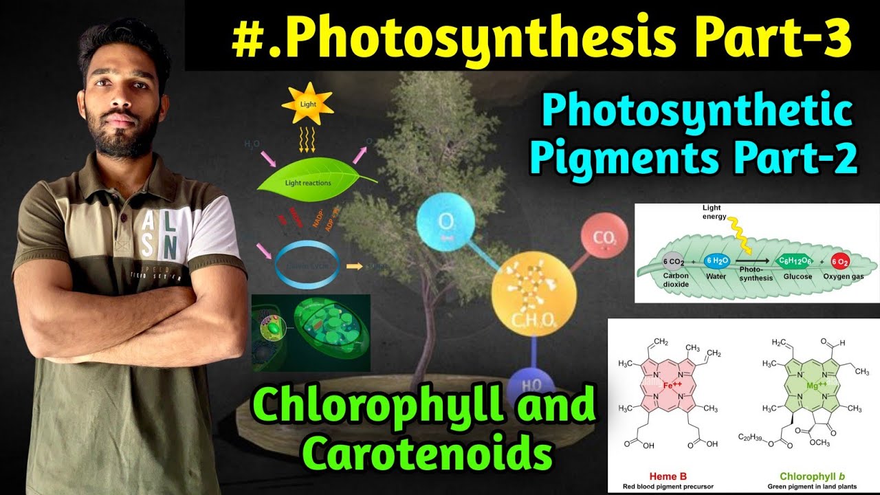 Photosynthesis Part-3 || Functions of chlorophyll || Carotenoids ...
