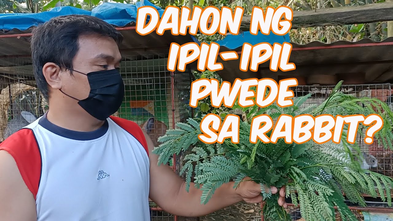 Rabbit Farming Dahon Ng Ipil Ipil Leucaena Leucocphala Pwede Ba Ipakain Sa Rabbit Youtube