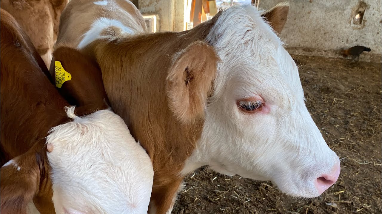 TAZE BESİCİ ☺️🐮 - YouTube