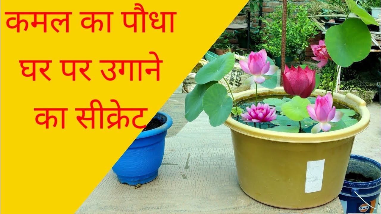 How to fast grow Lotus plant in usless plastic tub at home with full ...
