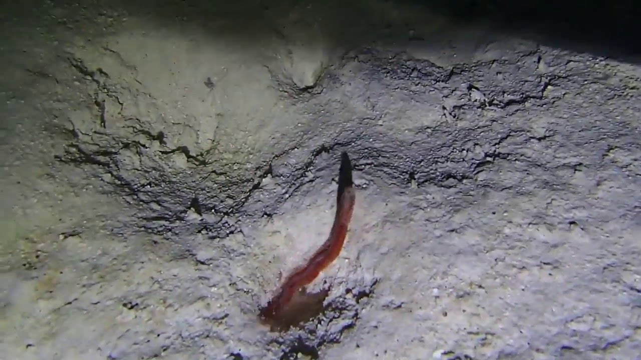 Epitoke of a Nereidid polychaete - YouTube