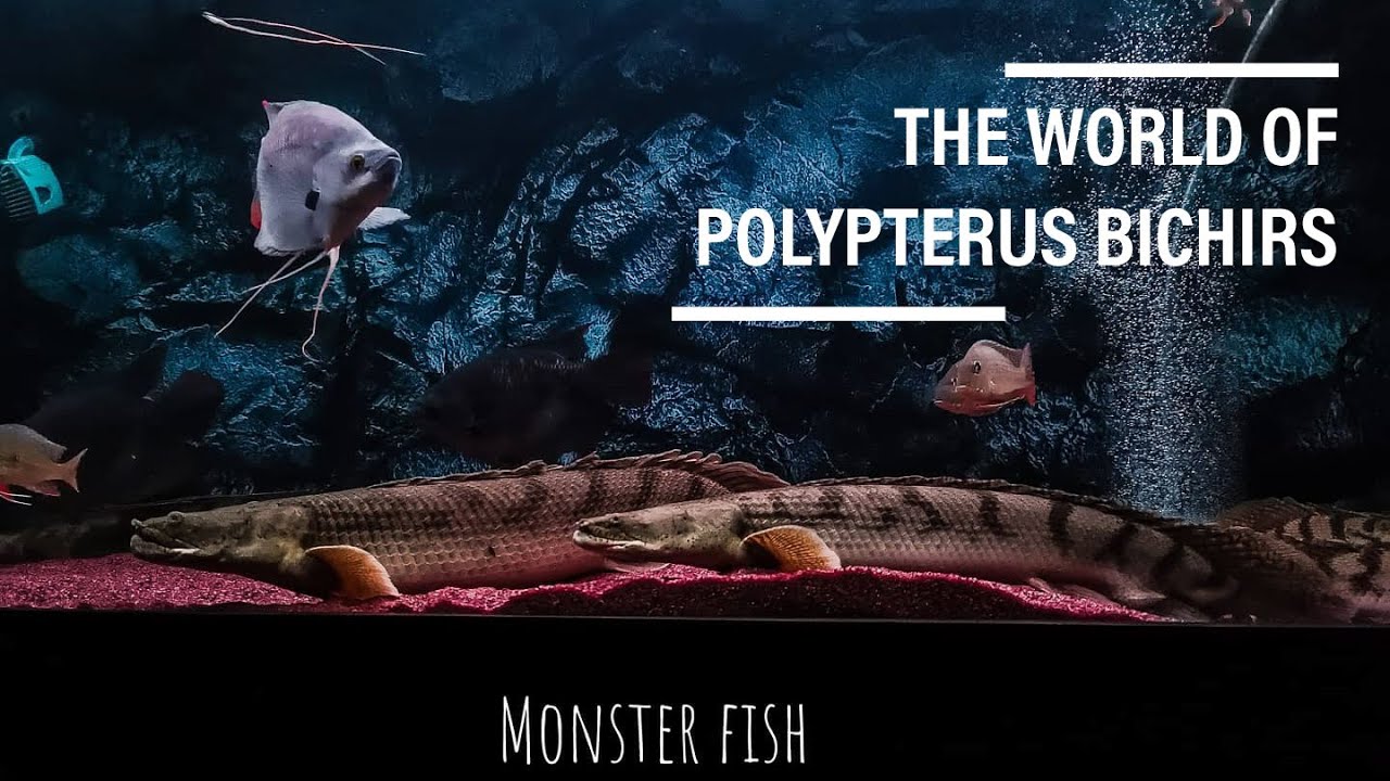 Polypterus Bichirs Congicus May 2021 edition - YouTube