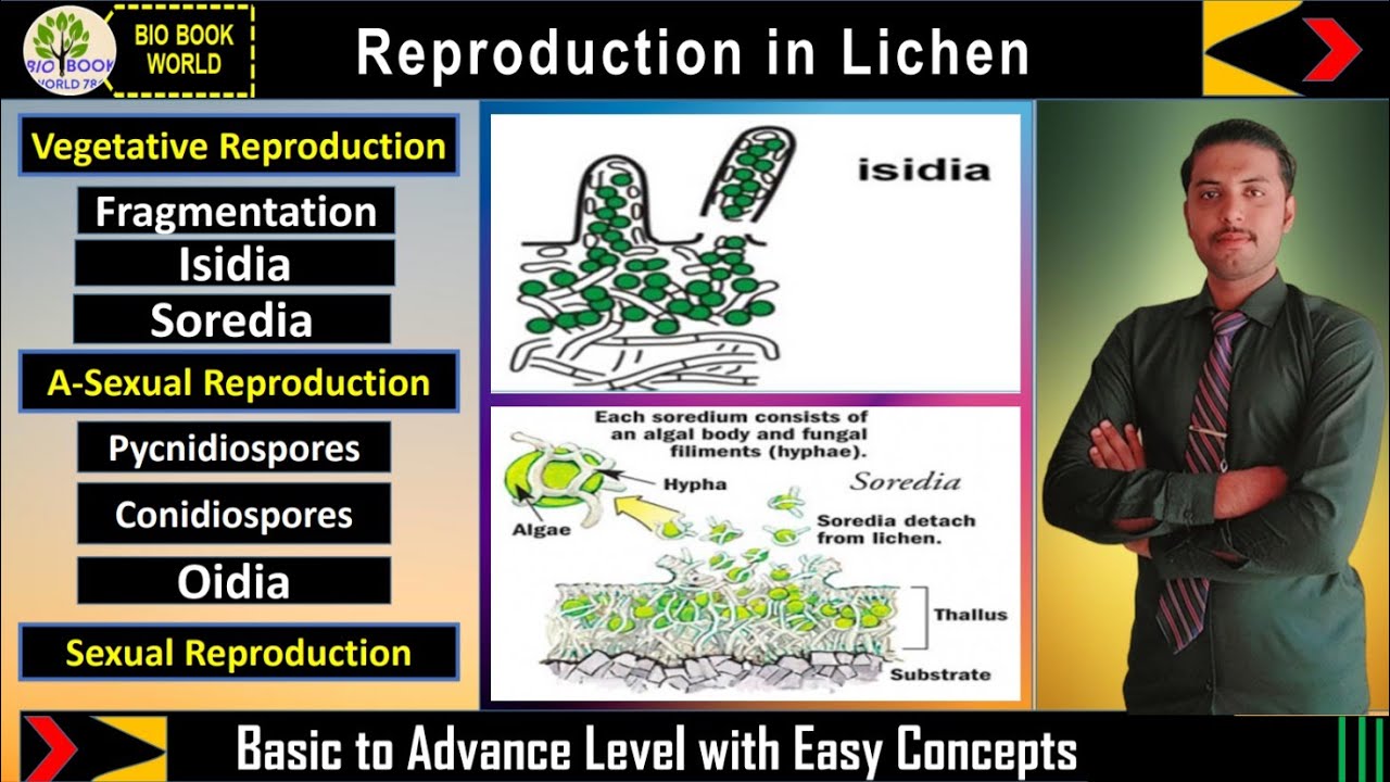 Reproduction in Lichens | Vegetative | A Sexual Reproduction | Sexual ...
