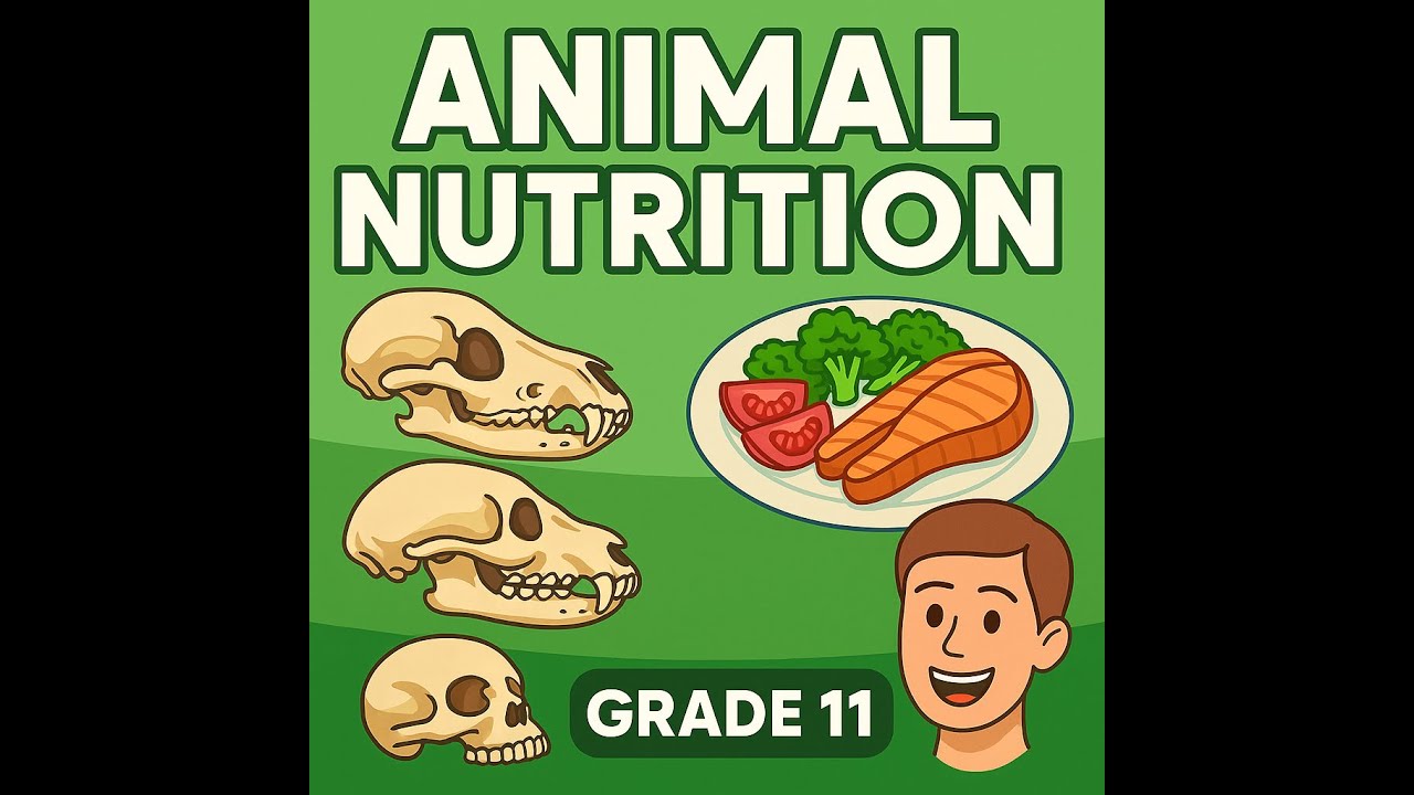 Grade 11 Life Science: Animal Nutrition - YouTube