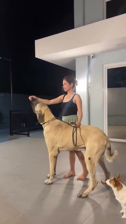 Datu & the Sexy 😍🐾 | Boerboel Meets a Stunning Lady - YouTube