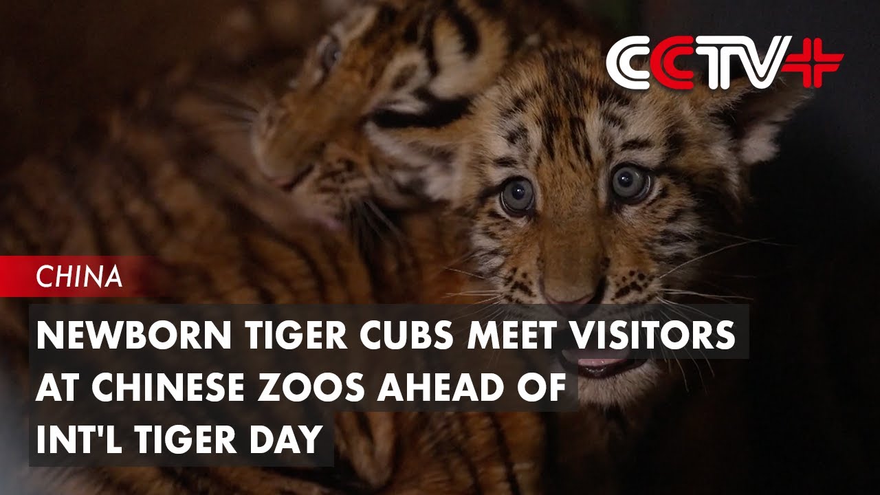 Newborn Tiger Cubs Meet Visitors at Chinese Zoos Ahead of Int'l Tiger ...