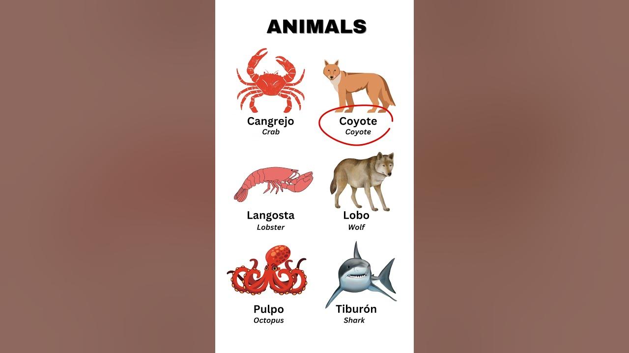 Animals In Spanish Learn Spanish YouTube animals-in-spanish-learn-spanish-youtube