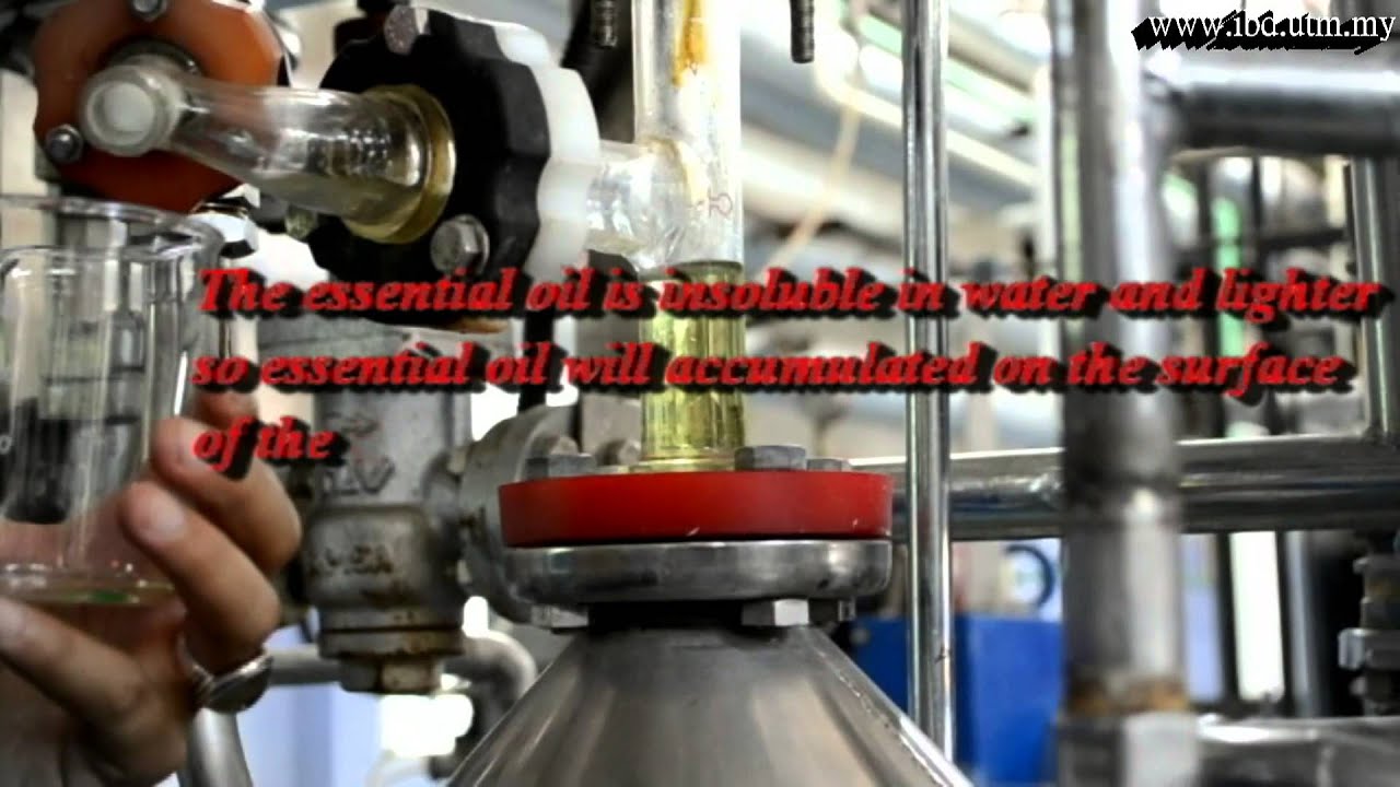 essential oil extraction - YouTube