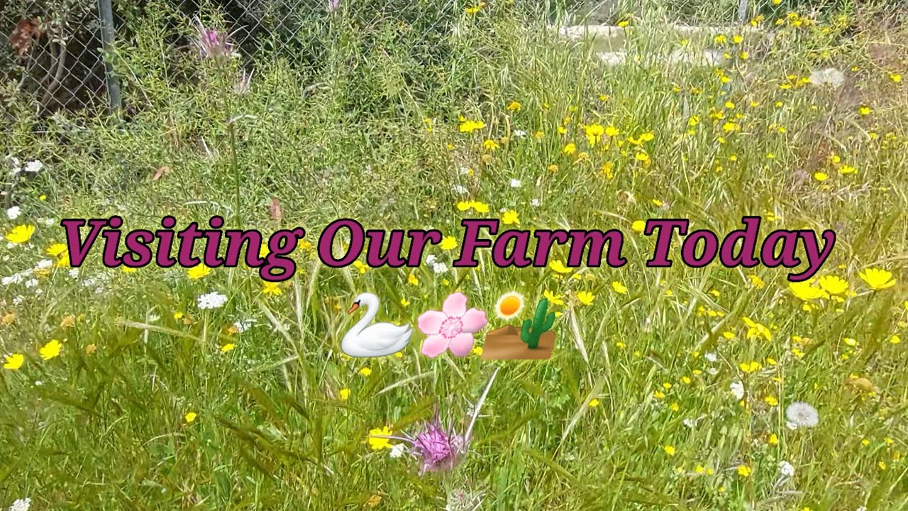 Visiting Our Farm Today|Farm Life|That's Life and Adventures - YouTube