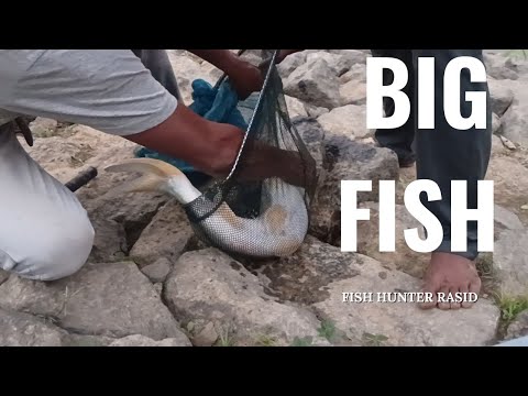 BIG FISH// Fisherman Catching//Back To Back Catching - YouTube