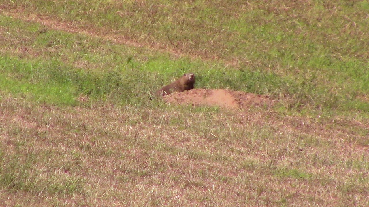 Groundhog Hunting June 24th & 26th 2017 - YouTube