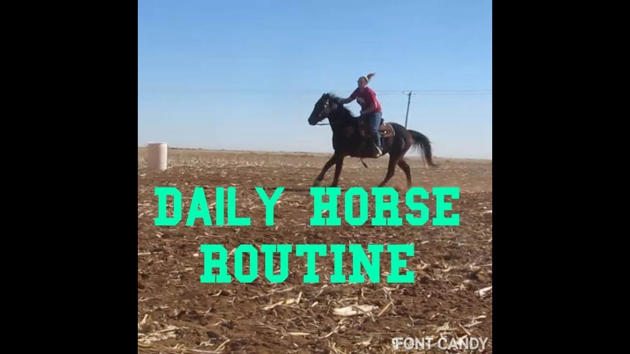 Daily Horse Routine - YouTube