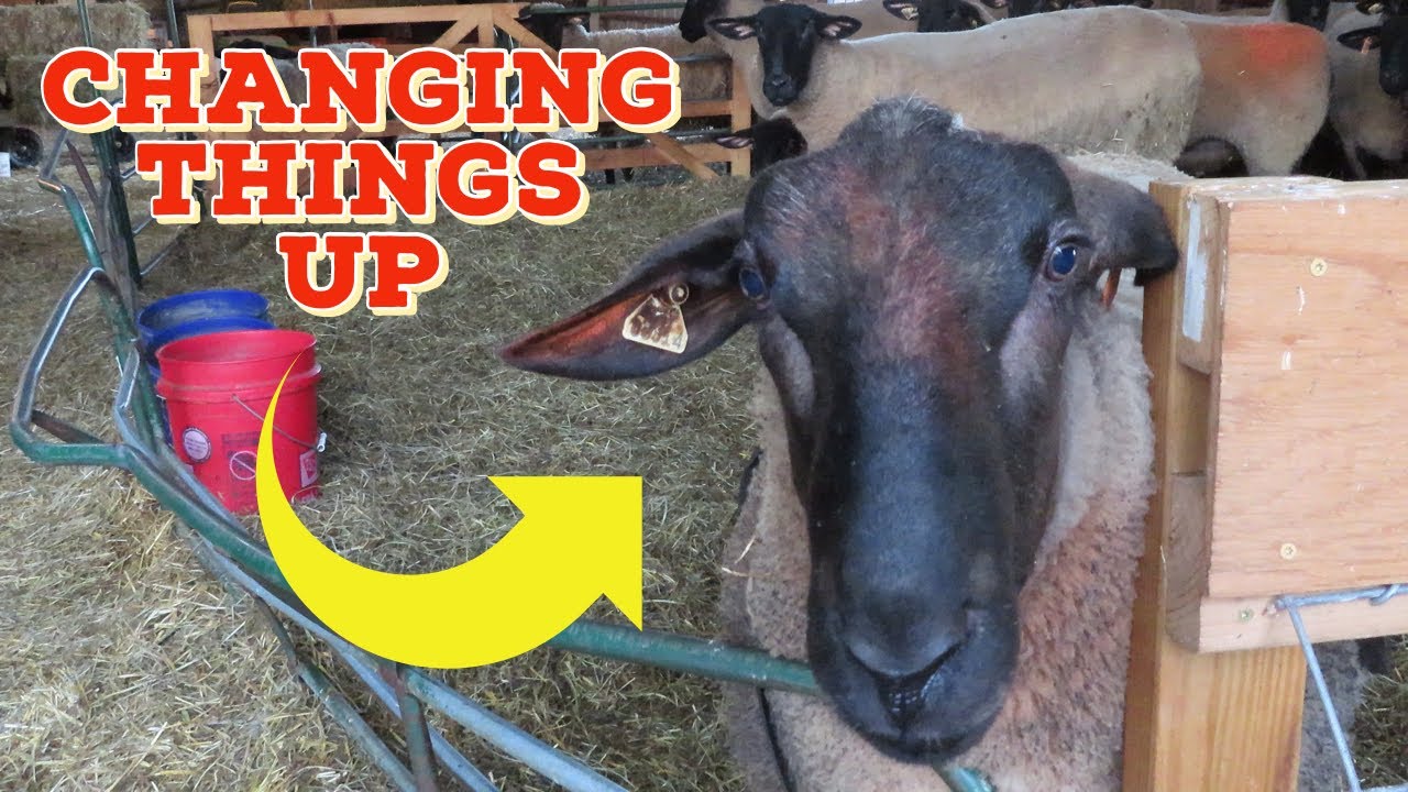 Sheep Management During Breeding Season Marking Crayon Change Out - YouTube