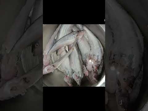 Pabta fish recipes - YouTube