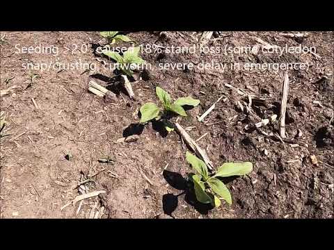 How Deep Are The Roots Of Sunflowers