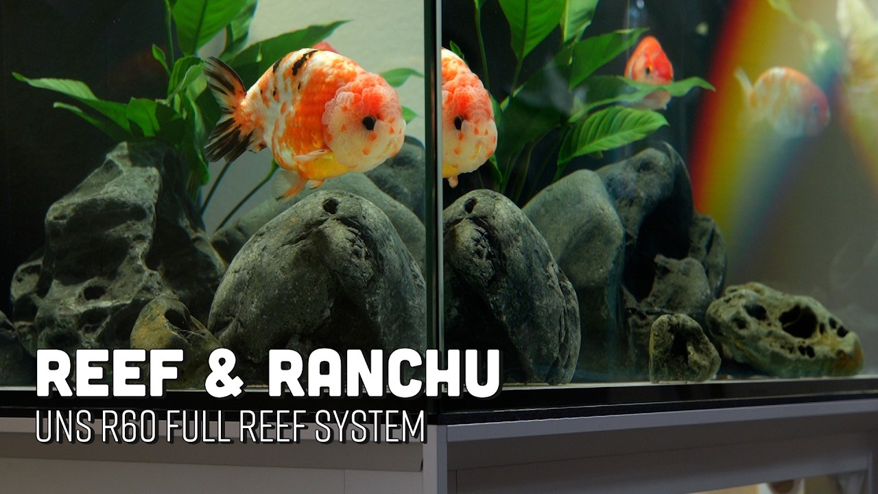 Fancy Reef System - From Setup to Finished Aquarium Cinematic ASMR ...
