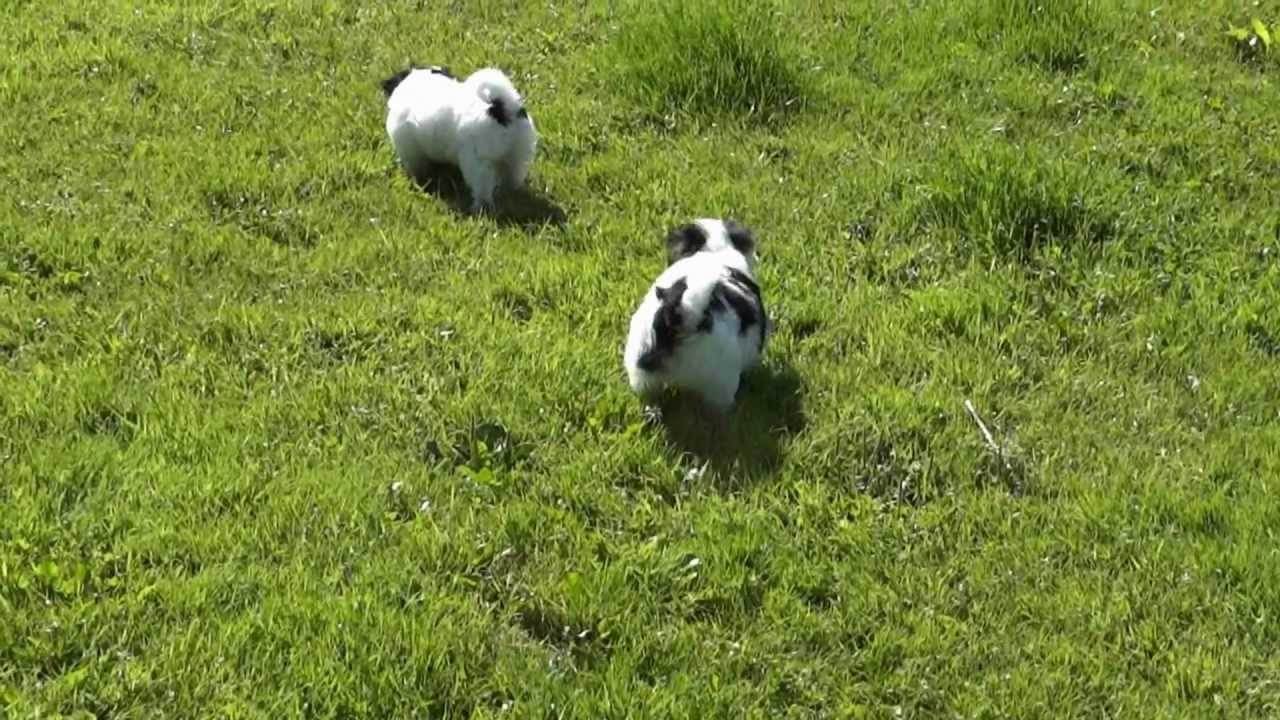 Boomer # Malthezer X Biewer Yorkshire Terriër Pups, speciaal voor Iris ...