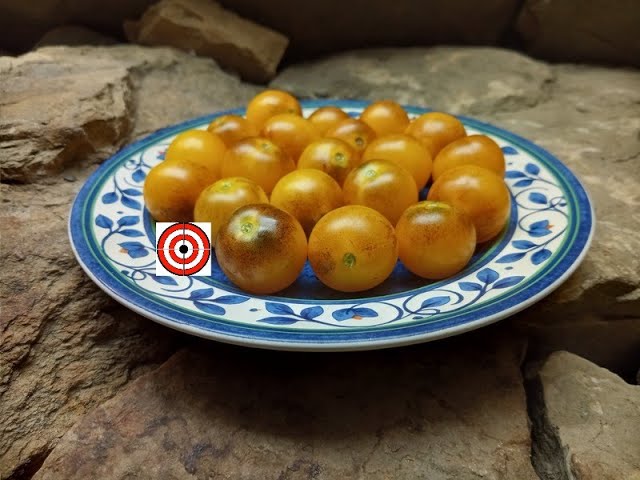 Little Yellow Tomatoes
