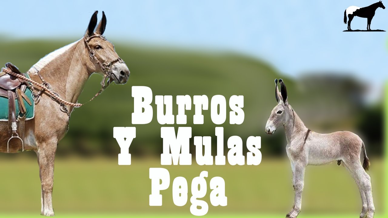 Pega "Burros Y Mulas" (Orejones De Brasil)🐴-Del Cerro Soy - YouTube