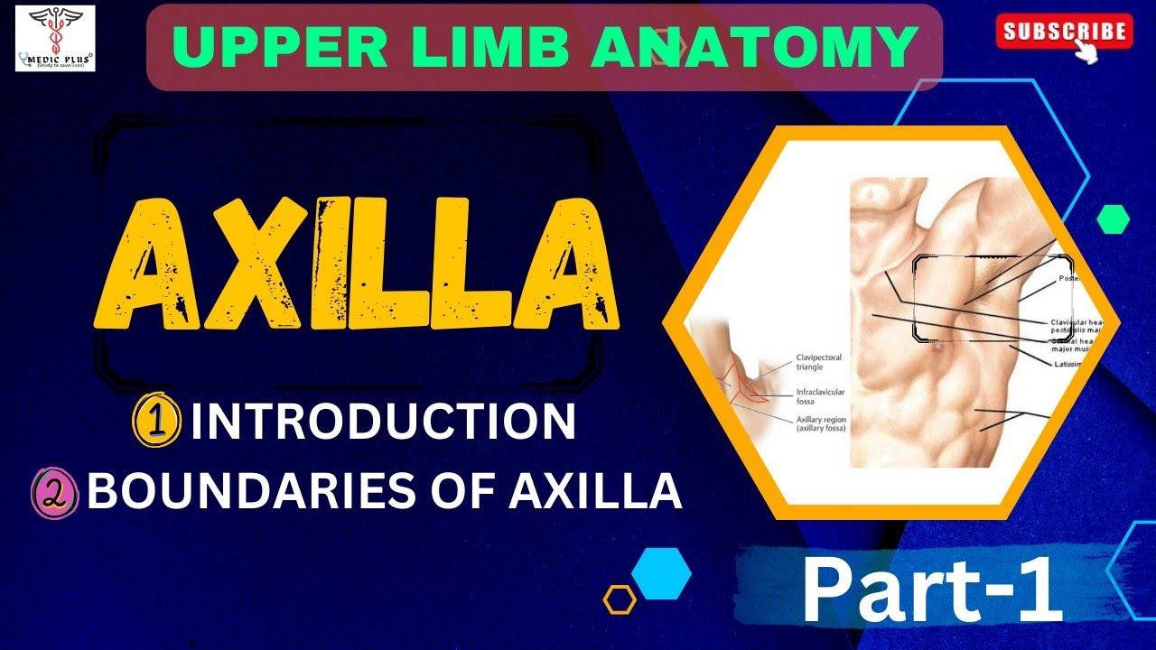 Axilla | Anatomy of Axilla | Boundaries of Axilla | 3D Explanation of ...
