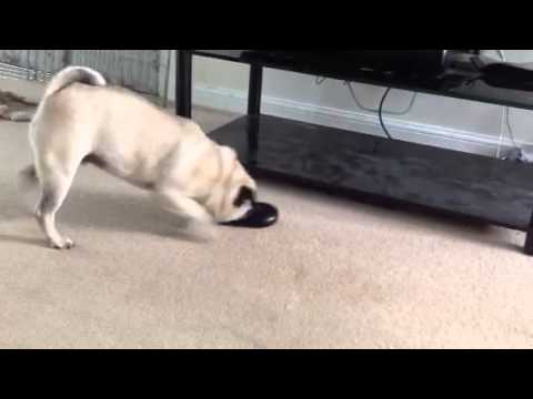 Pug vs fart machine 2 - YouTube