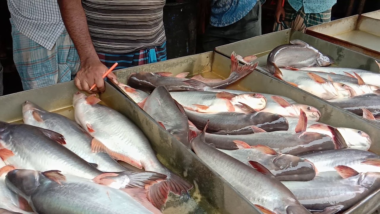Big Fresh Pangas fish in the market sell (Part-10) - YouTube