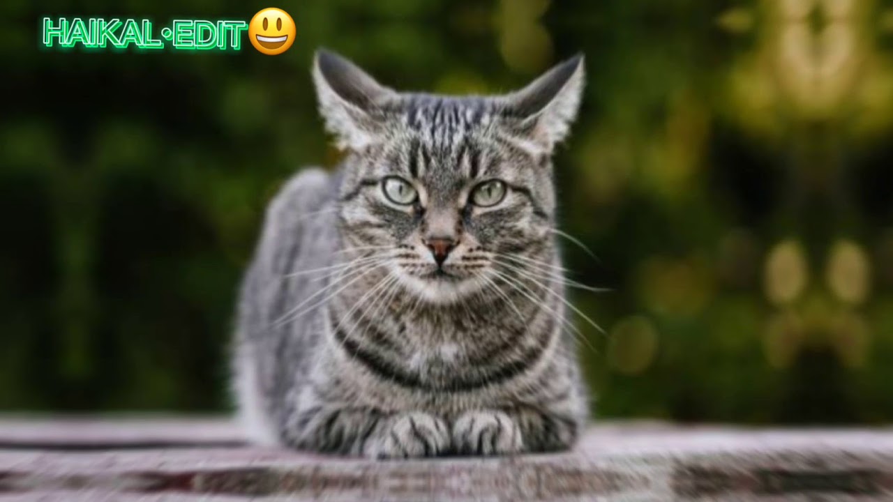 kucing FF - YouTube