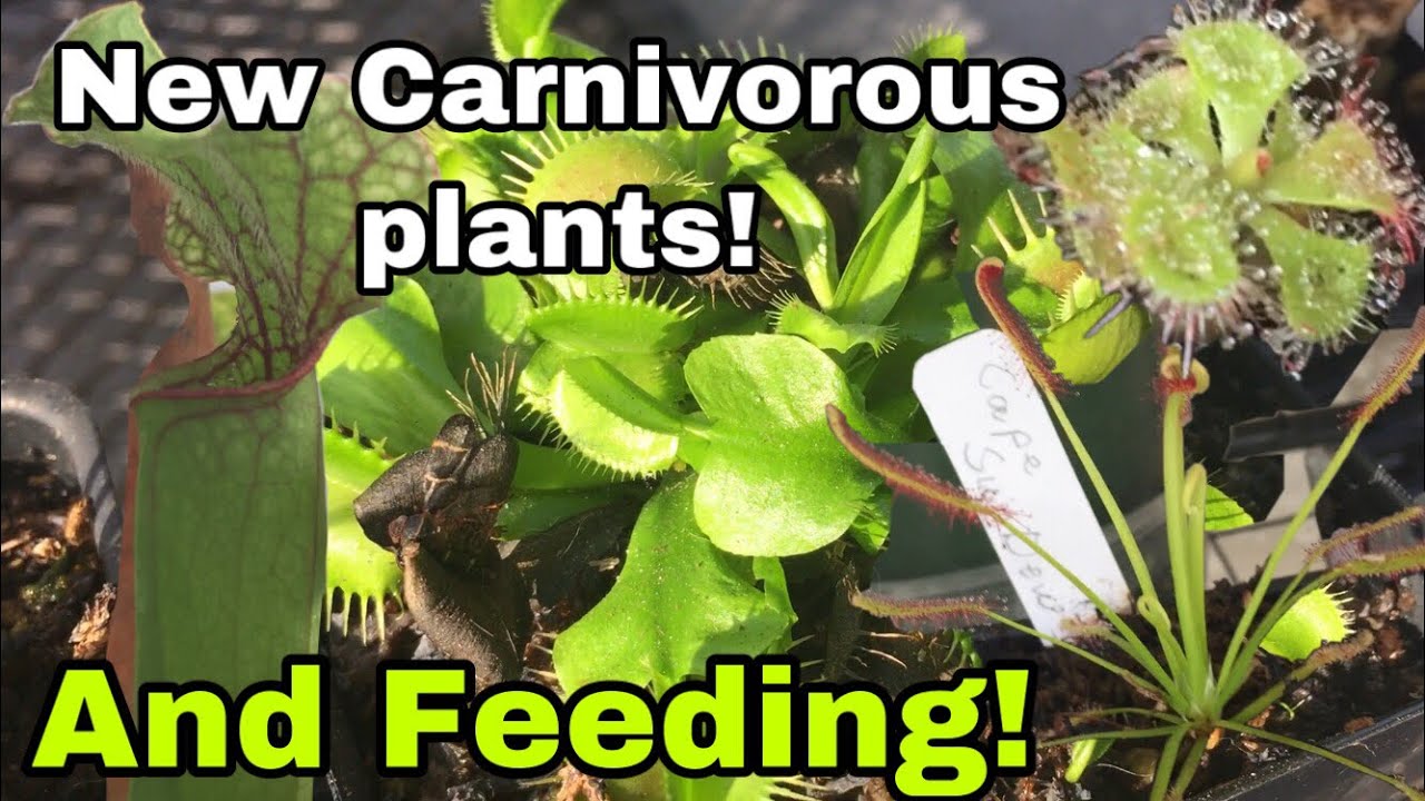 NEW sundews and Venus Fly Trap! FEEDING Sundews, fly trap, Sarracenia ...