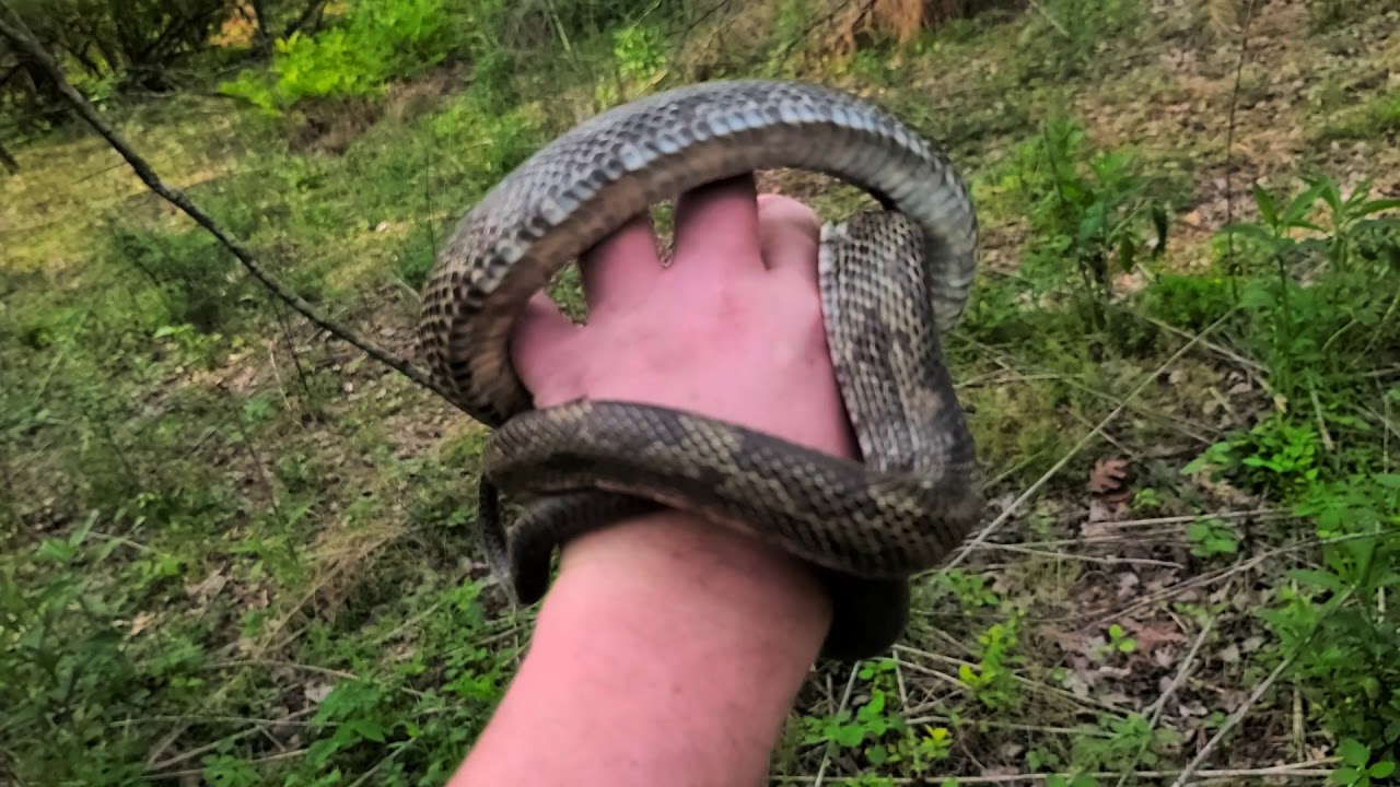 RAT SNAKE IN KENTUCKY 2020 - YouTube