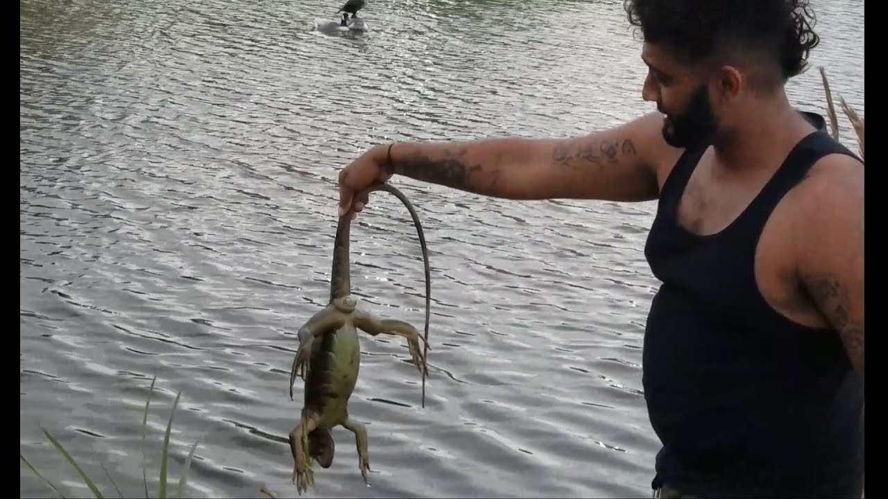 Iguanas jumping to attack! - YouTube