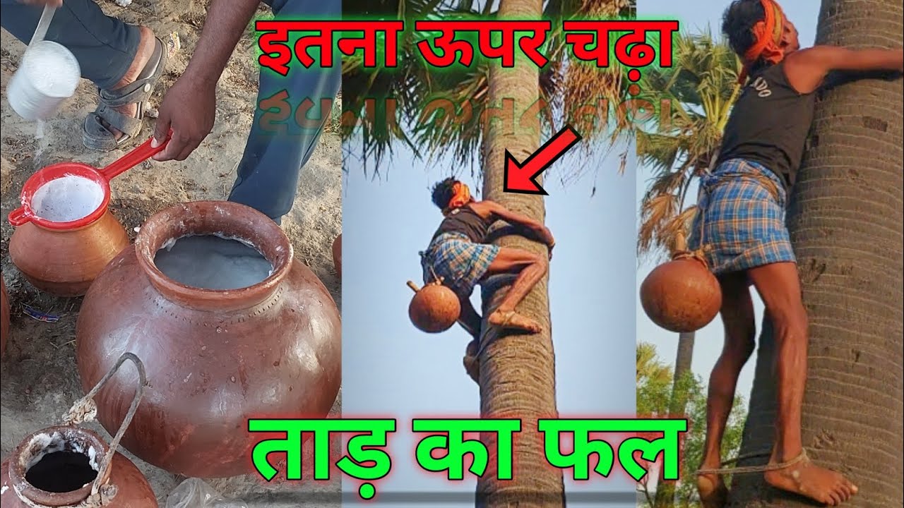 ताड़ का फल इतना ऊपर चढ़ा😱😱 / tad ka fal / कुदरती ताड़ का फल 🤤 / # ...