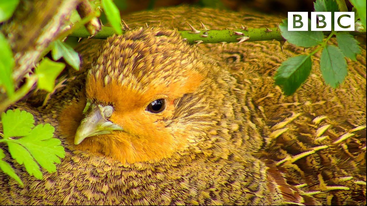 Live Springwatch: Day 11 🌦 2021 🐣 BBC - YouTube
