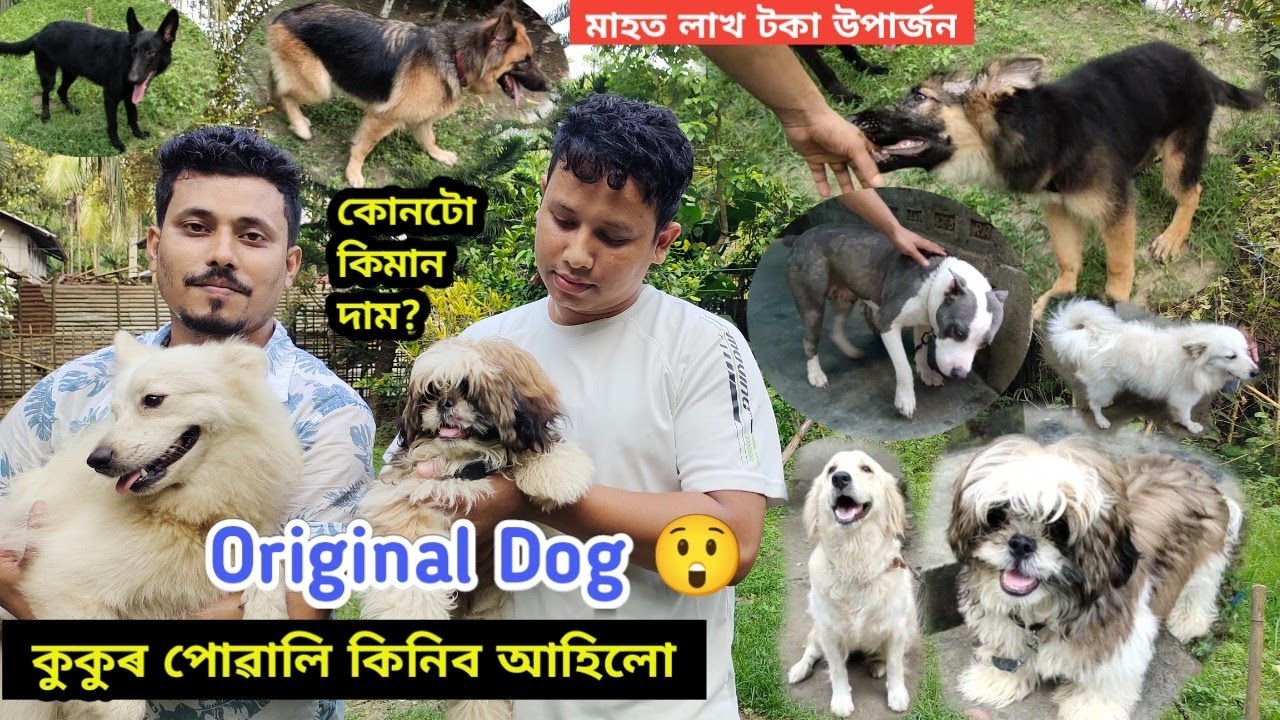 কম দামত বিলাতি কুকুৰ 😲 | Assam Dog Farm | Assamese Dog Videos | Rekib ...